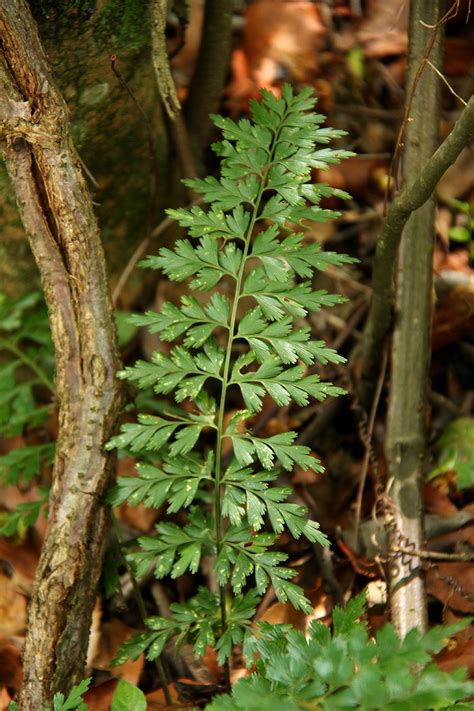 Flora Of Zimbabwe Species Information Individual Images Asplenium