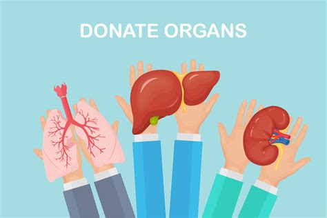 órganos de donación las manos de los médicos sostienen los pulmones