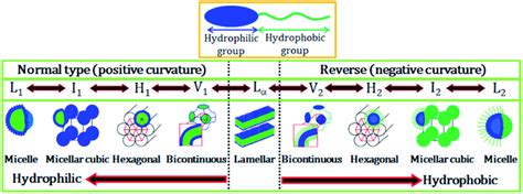 Schematic Representation Of An Amphiphilic Molecule And Normal And