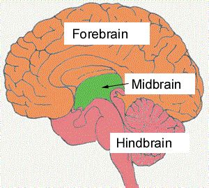 Hindbrain Parts Function Mobile Physio