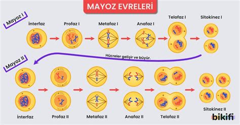 Mayoz bölünme nedir Mayoz bölünmenin özellikleri nelerdir CevapBizde