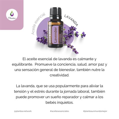 Aceite Esencial De Lavanda Usos Propiedades Y Beneficios