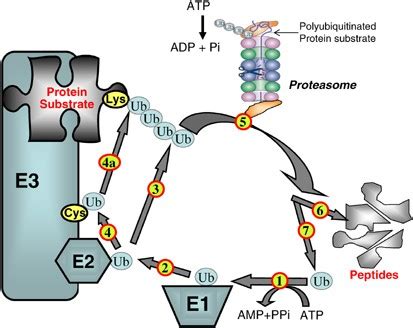 Intracellular Protein Degradation From A Vague Idea Thru The Lysosome