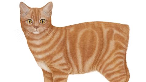 Rare Cat Breeds