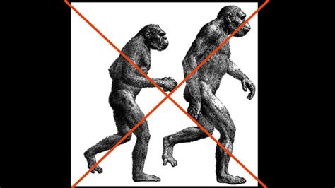VIDEO CARTA The Upright Ape Bipedalism And Human Origins Carol