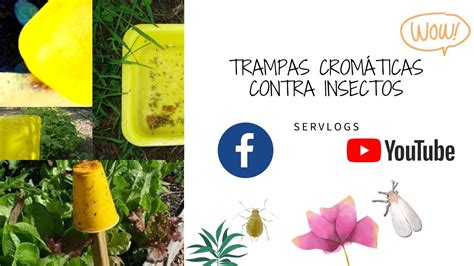 Como hacer ᴛʀᴀᴍᴘᴀꜱ ᴄʀᴏᴍᴀᴛɪᴄᴀꜱ contra insectos Control Etológico