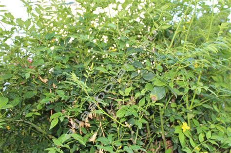 Jasminum Mesnyi Hance Jasminum Mesnyi Jasminum Primulinum Hemsl