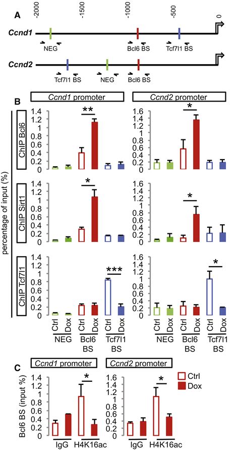 Cortical Neurogenesis Requires Bcl6 Mediated Transcriptional Repression