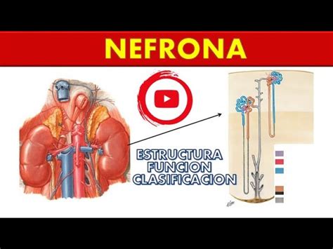 Diagrama De Glomérulo Y Nefrona