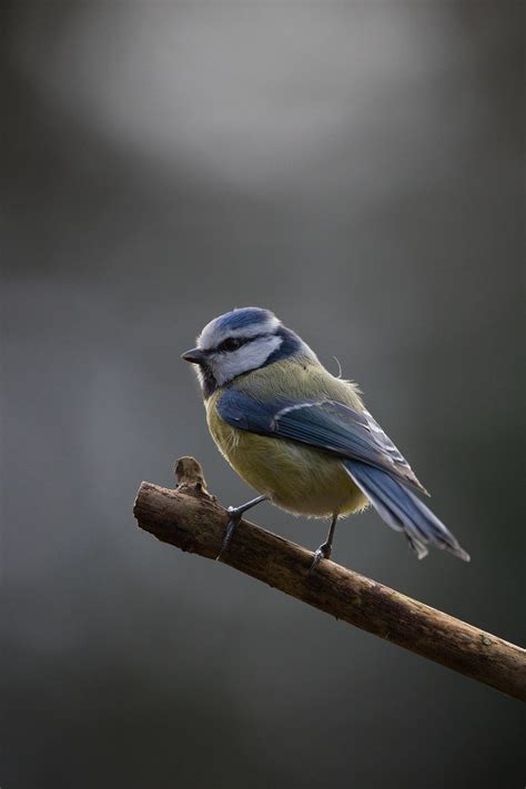 Blaumeise Kleiber Vogel Kostenloses Foto Auf Pixabay Pixabay
