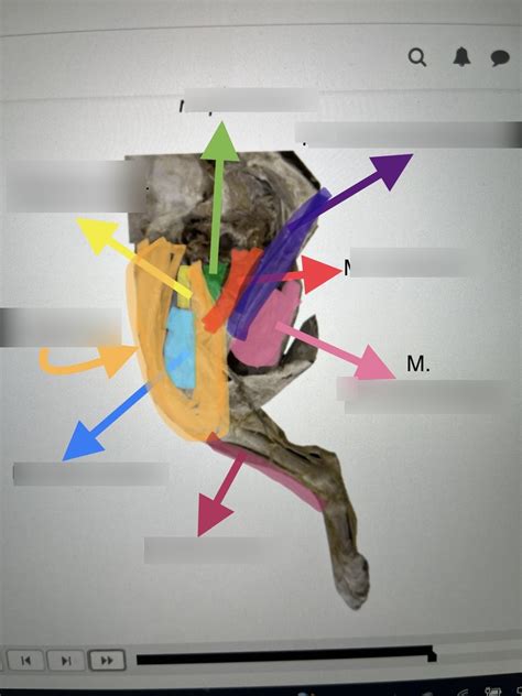 Pelvic Limb Diagram Quizlet