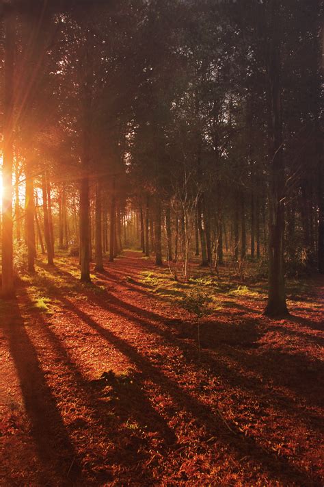 Free Images Landscape Tree Nature Forest Outdoor Light Sky