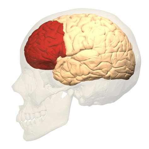 El L Bulo Frontal Es La Estructura Cerebral De Base Para Las Funciones