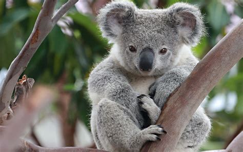100 Koala Backgrounds Wallpapers