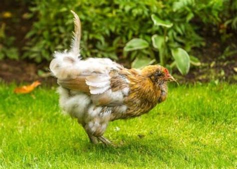 9 Consejos Para Lograr Que Las Gallinas Pongan Huevos Asiduamente Eco