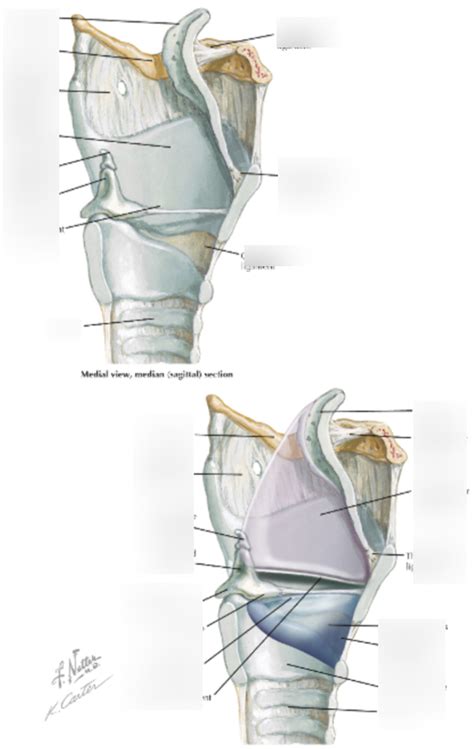Laryngeal Membranes And Ligaments Diagram Quizlet