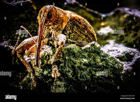 Wonderful Insect Eyes Hi Res Stock Photography And Images Alamy