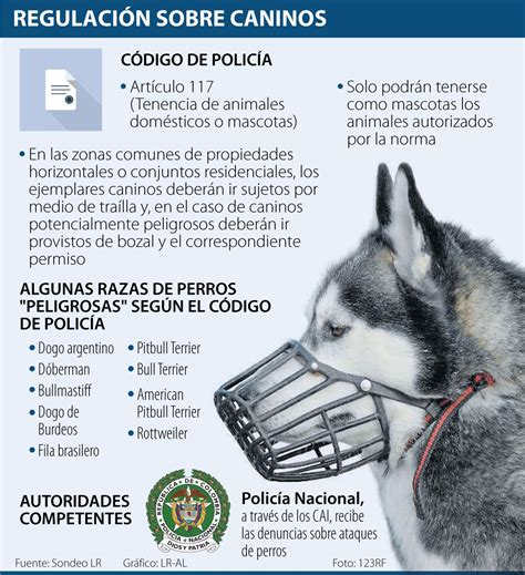 Qu Hacer Cuando Te Muerde Un Perro Cmo Debes Actuar