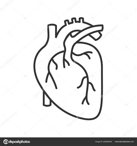 Coração Humano Desenho Simples SOLOLEARN