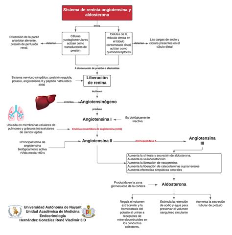 Sistema renina angiotensina y aldosterona diagrama Sístema de
