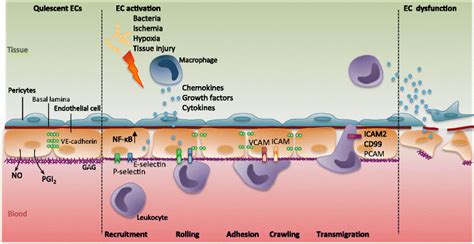 Leukocyte Recruitment And Transmigration Through The Endothelial