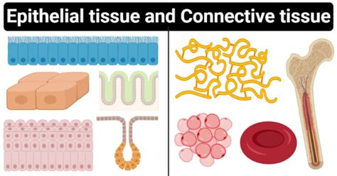 Epithelial Vs Connective Tissue 15 Differences Examples