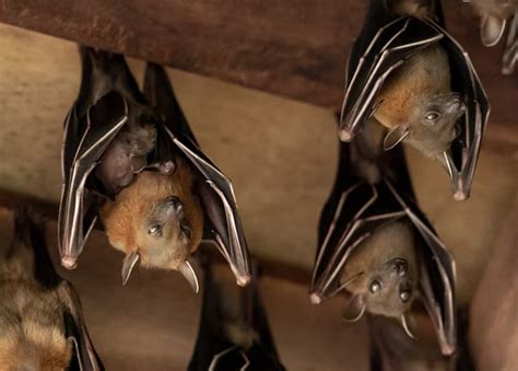 Chauve Souris Dans La Maison Symbolique Ventana Blog
