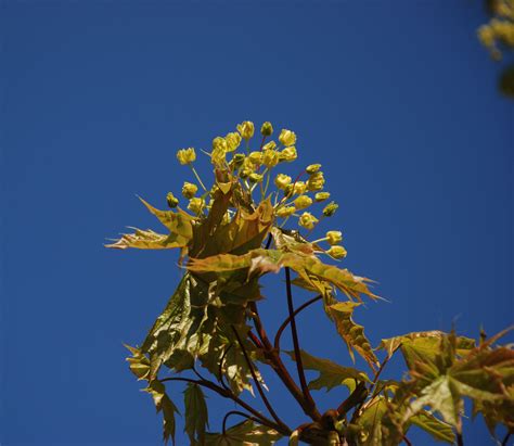 Fotos Gratis Rbol Naturaleza Rama Flor Cielo Luz De Sol Hoja