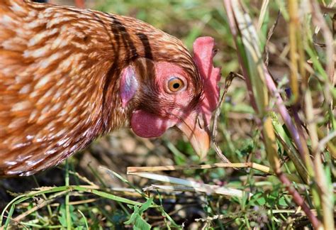 Por qué hay gallinas que no ponen huevos Pazo de Vilane