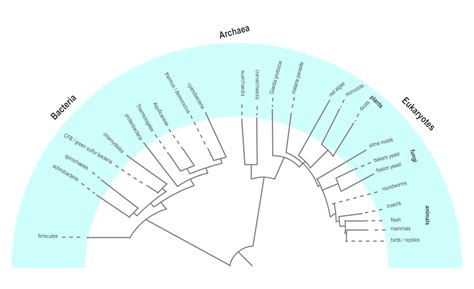 Life Phylogenetic Tree Simplified Edrawmax Templates