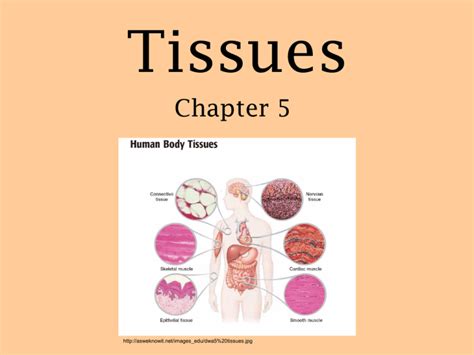 Most Varied Of The Tissue Types