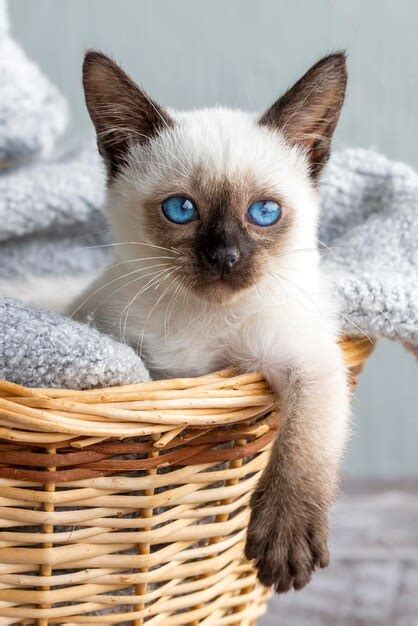 Gatito lindo del animal doméstico del gato siamés Foto Premium