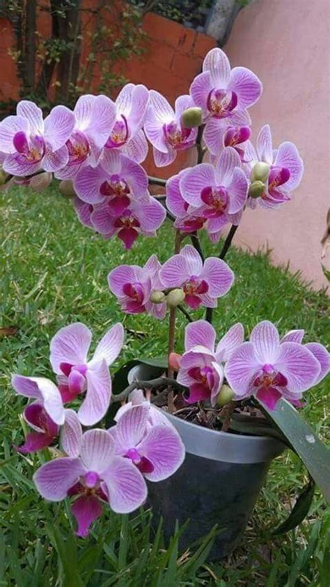 Orquídea Phalaenopsis Aprenda a Como Cultivar Jardim de orquídeas