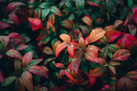 Red And Green Leaf Plant