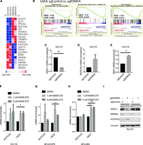 KDM5A Represses NOTCH2 And NOTCH Target Genes To Sustain Neuroendocrine