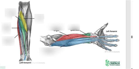 Diagram Of Anterior Compartment Of The Forearm Quizlet