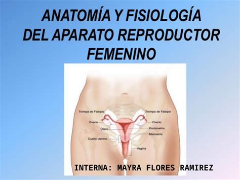 PPT Anatomia Y Fisiologia Del Aparato Reproductor Femenino DOKUMEN TIPS