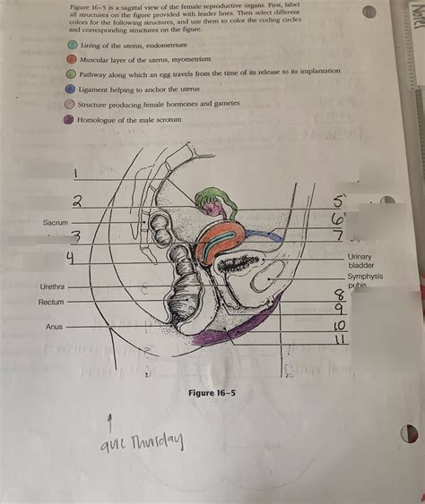 Female Reproductive System Diagram Quizlet