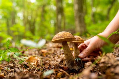 Come Raccogliere Funghi Correttamente Ecco I Consigli Ohga