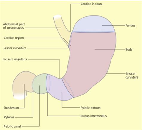 Anatomy Ii Esophagus Stomach Flashcards Quizlet