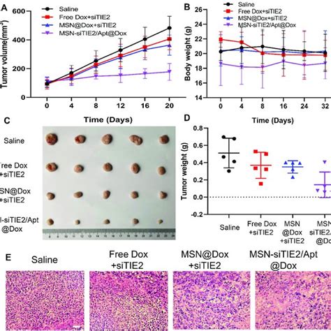 In Vivo Anti Tumor Activity Of Different Dox And SiRNA Loaded