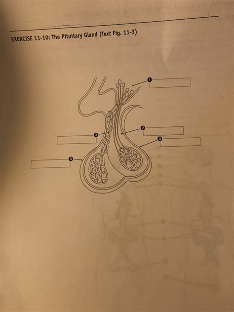 Chapter 11 Pituitary Gland Diagram Diagram Quizlet