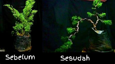 Membuat Gerak Dasar Bonsai Cemara Bonsai Sinensis YouTube