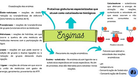 Arriba Imagen Mapa Mental De Las Enzimas Abzlocal Mx