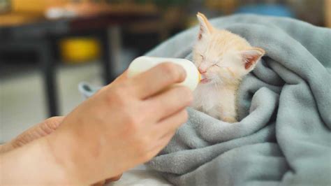 Cómo cuidar un gato bebe Blog Agrocampo Colombia