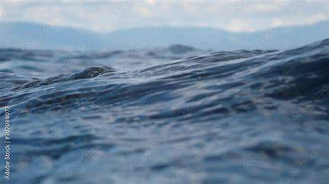 Green Sea Turtle Chelonia Mydas Ascends To The Surface To Breathe And