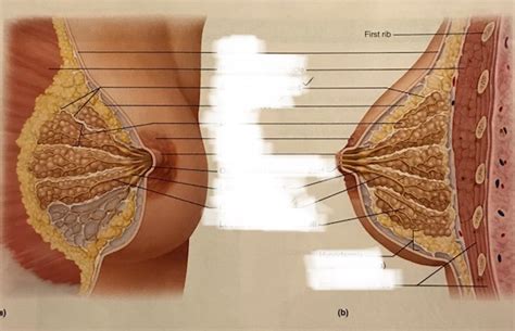 Mammary Gland Diagram Quizlet