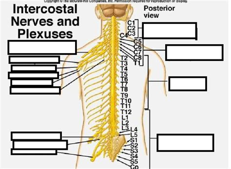 Intercostal Nerves And Plexuses Diagram Quizlet