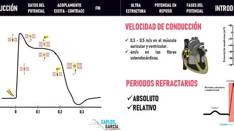 Potencial De Accion Muscular
