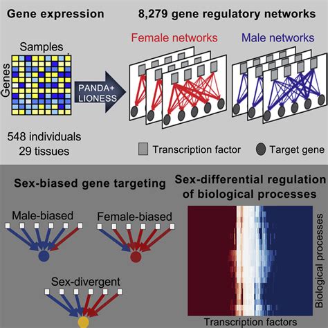 sex differences in gene expression and regulatory networks across 29 human tissues cell reports